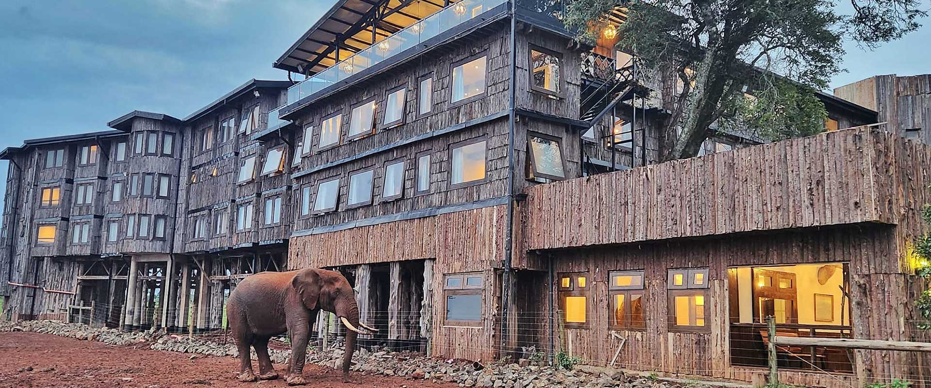 Treetops Lodge Aberdares – TrippyGO Tours & Travel