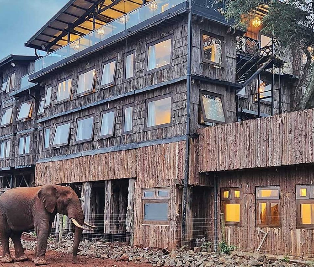 Treetops Lodge Aberdares – TrippyGO Tours & Travel